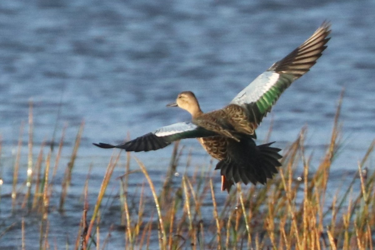 ML482895681 - Blue-winged Teal - Macaulay Library