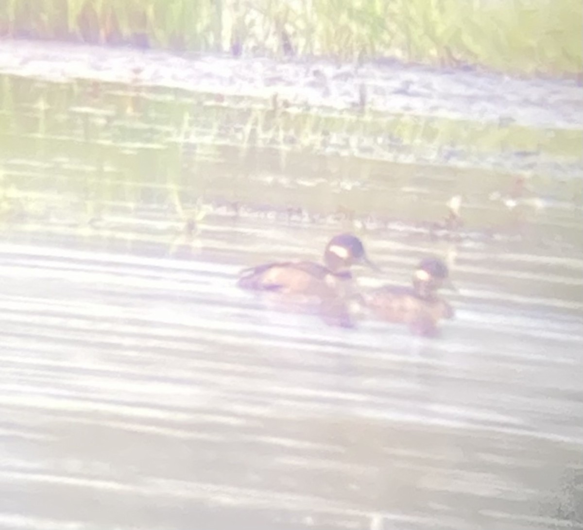 eBird Pacific Northwest Checklist - 10 Sep 2022 - Fern Ridge WMA ...