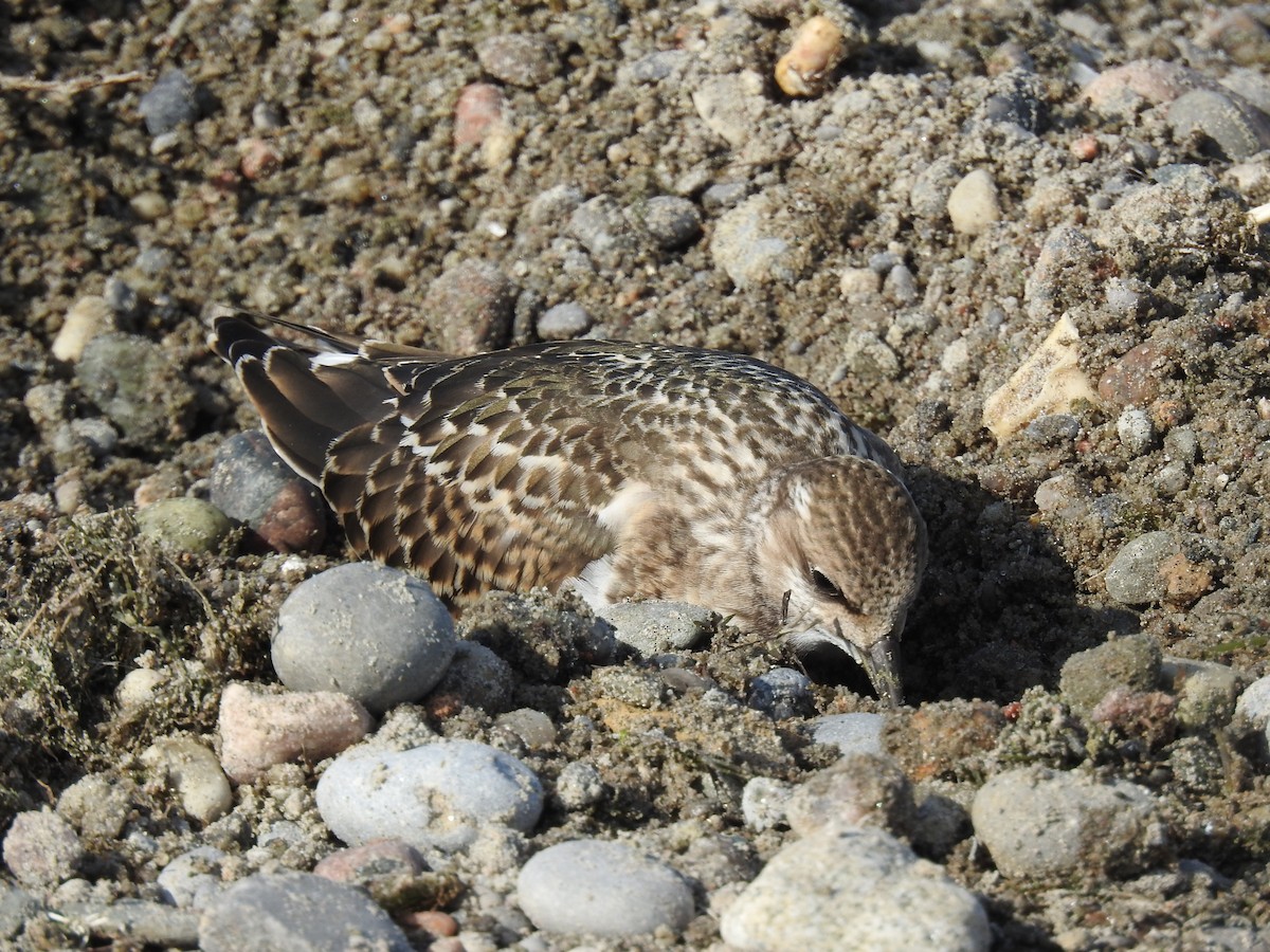 eBird Checklist - 10 Sep 2022 - Tommy Thompson Park - 44 species (+1 ...