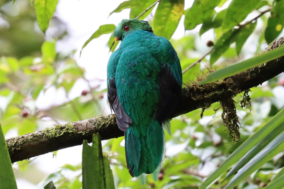 ML482944481 - Crested Quetzal - Macaulay Library