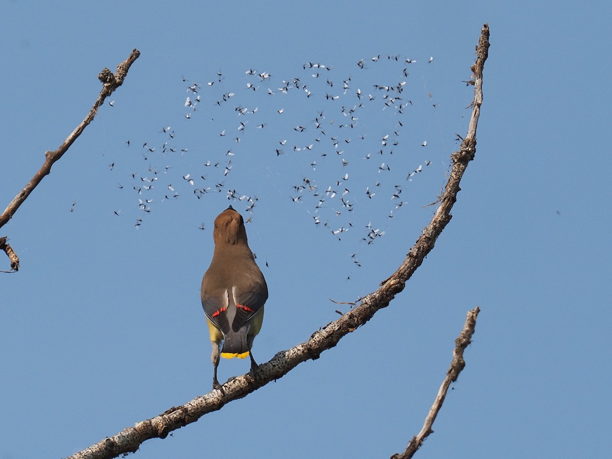 eBird Checklist - 10 Sep 2022 - Calgary--Carburn Park - 57 species