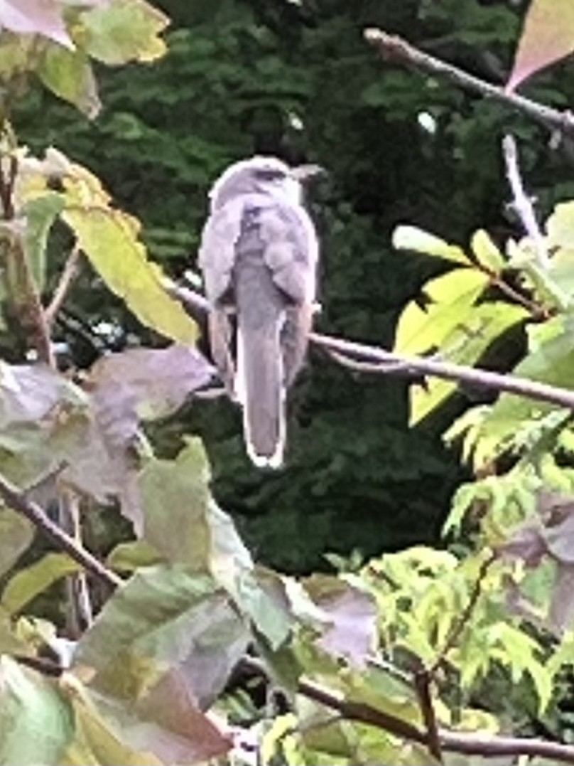 eBird Checklist - 10 Sep 2022 - Michigan Technological University ...