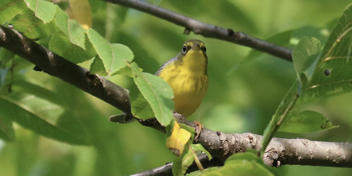eBird Checklist - 10 Sep 2022 - Anchorage Trail - 62 species