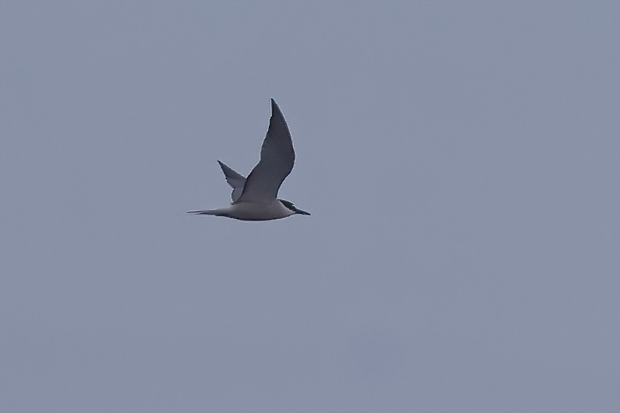 eBird Checklist - 10 Sep 2022 - 宜蘭--南方澳-東澳-南澳海域(Yilan--Nanfang'ao, Dong ...