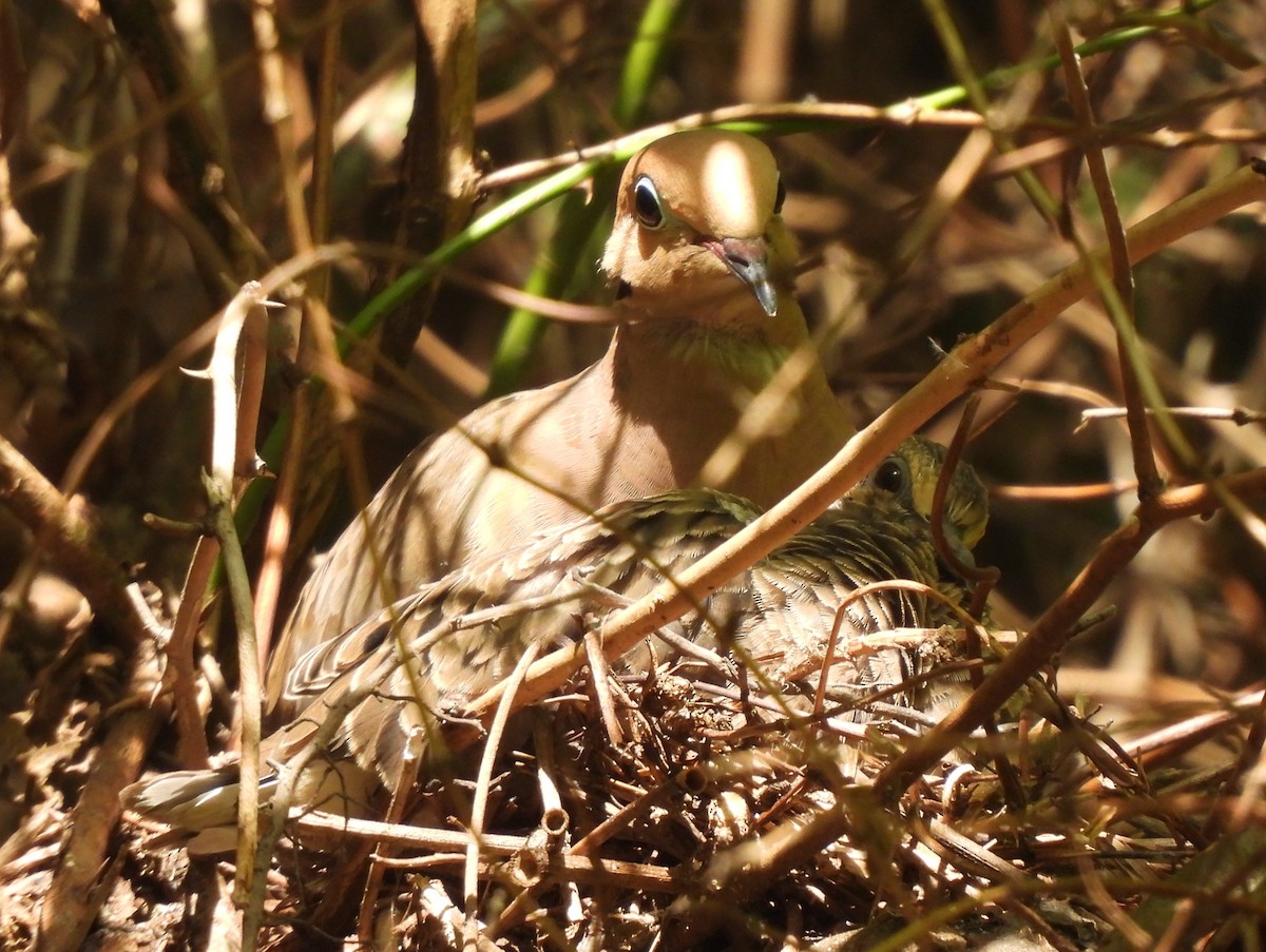 New York Breeding Bird Atlas Checklist - 10 Sep 2022 - Garvies Point ...