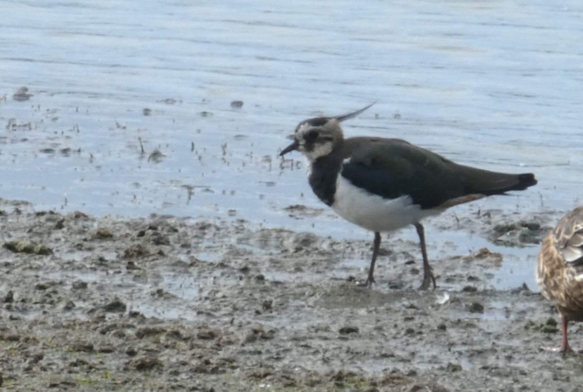 eBird Checklist - 6 Sep 2022 - Burton Mere Wetlands RSPB Reserve - 48 ...