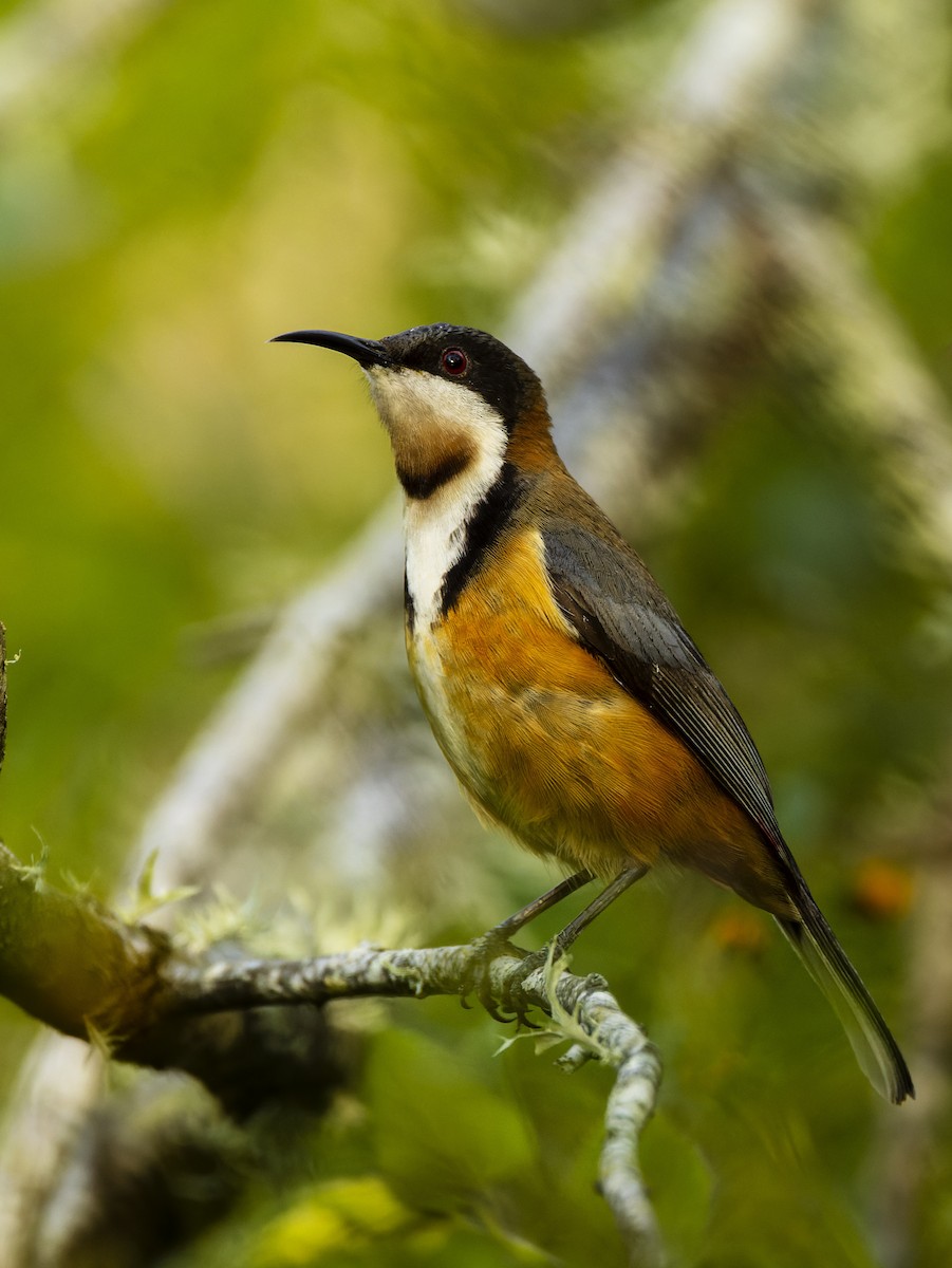 eBird Checklist - 10 Sep 2022 - Redwood Park (Redwood) - 20 species