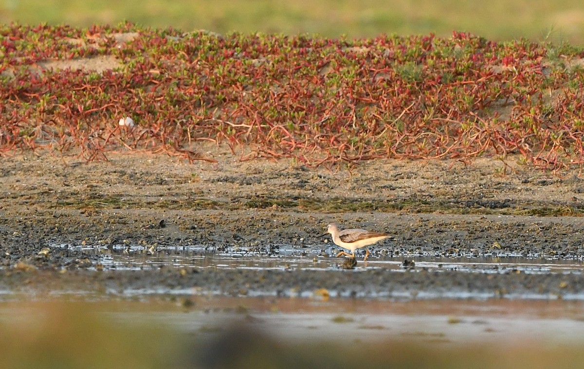 eBird Checklist - 23 Aug 2022 - Pulicat, Karimanal, Tamil Nadu, IN (13. ...