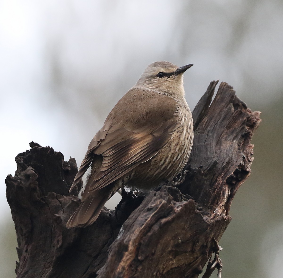 eBird Checklist - 10 Sep 2022 - Wonga Wetlands - 33 species