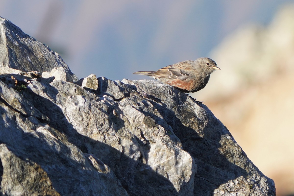 eBird Checklist - 30 Aug 2022 - Mt Tetnuldi--top slopes - 4 species