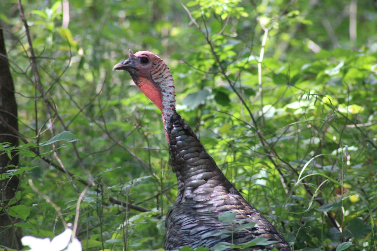 eBird Checklist - 10 Sep 2022 - Chippewa Nature Center - 25 species