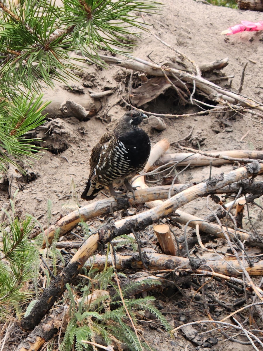 eBird Checklist - 11 Sep 2022 - Cooper Mountain Road, Manson ...