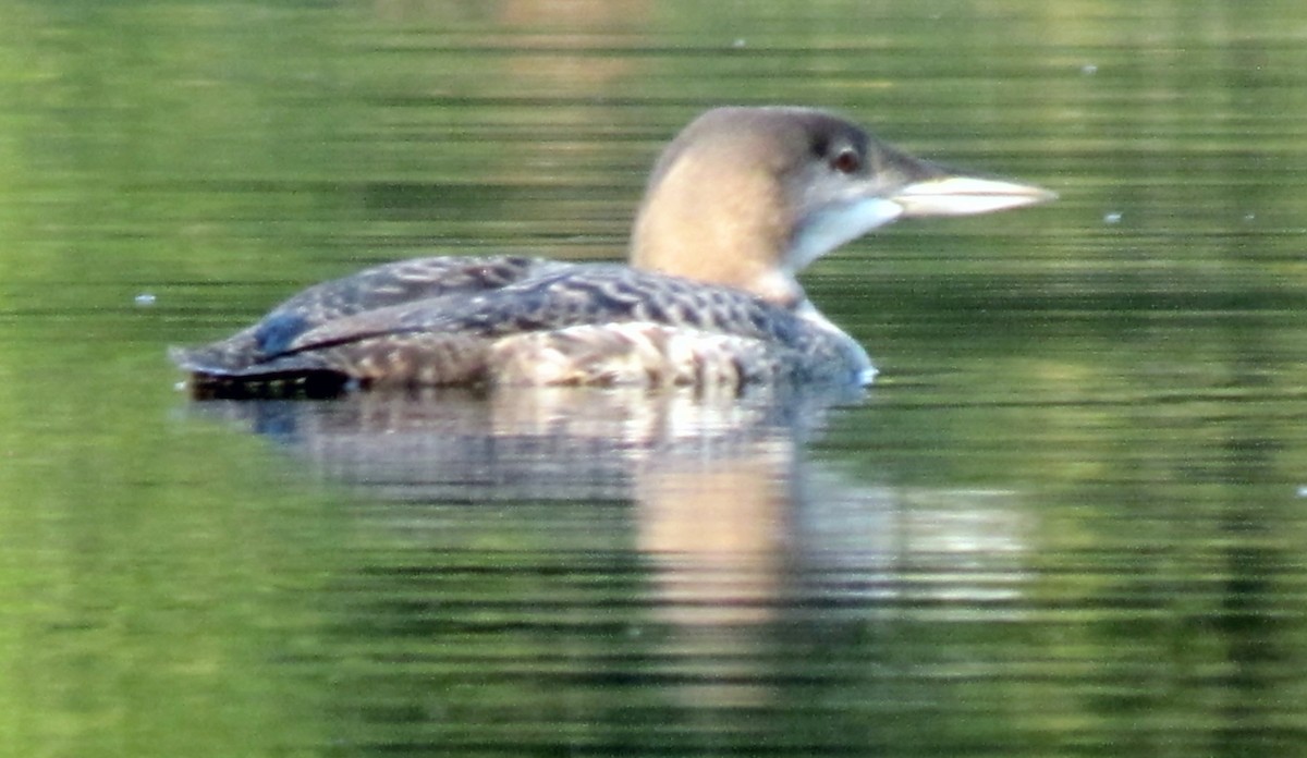 eBird Checklist - 10 Sep 2022 - Metcalf Pond - Fletcher (81 acres) - 1 ...