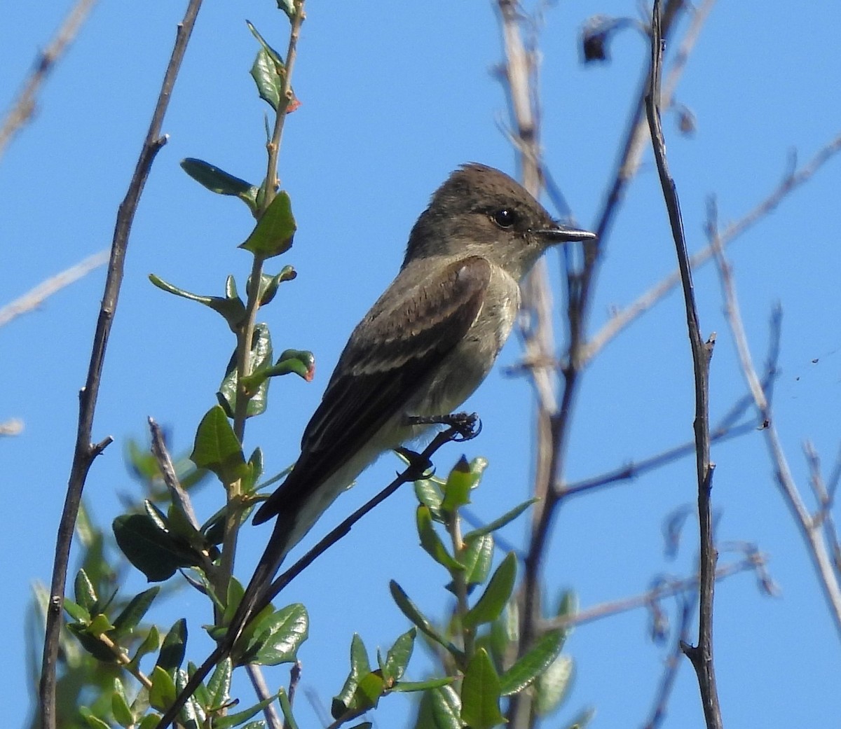 ML483222951 new world flycatcher sp. Macaulay Library