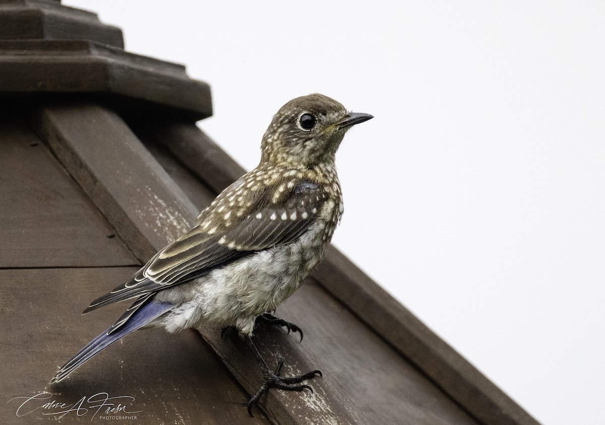 ML483253401 Eastern Bluebird Macaulay Library