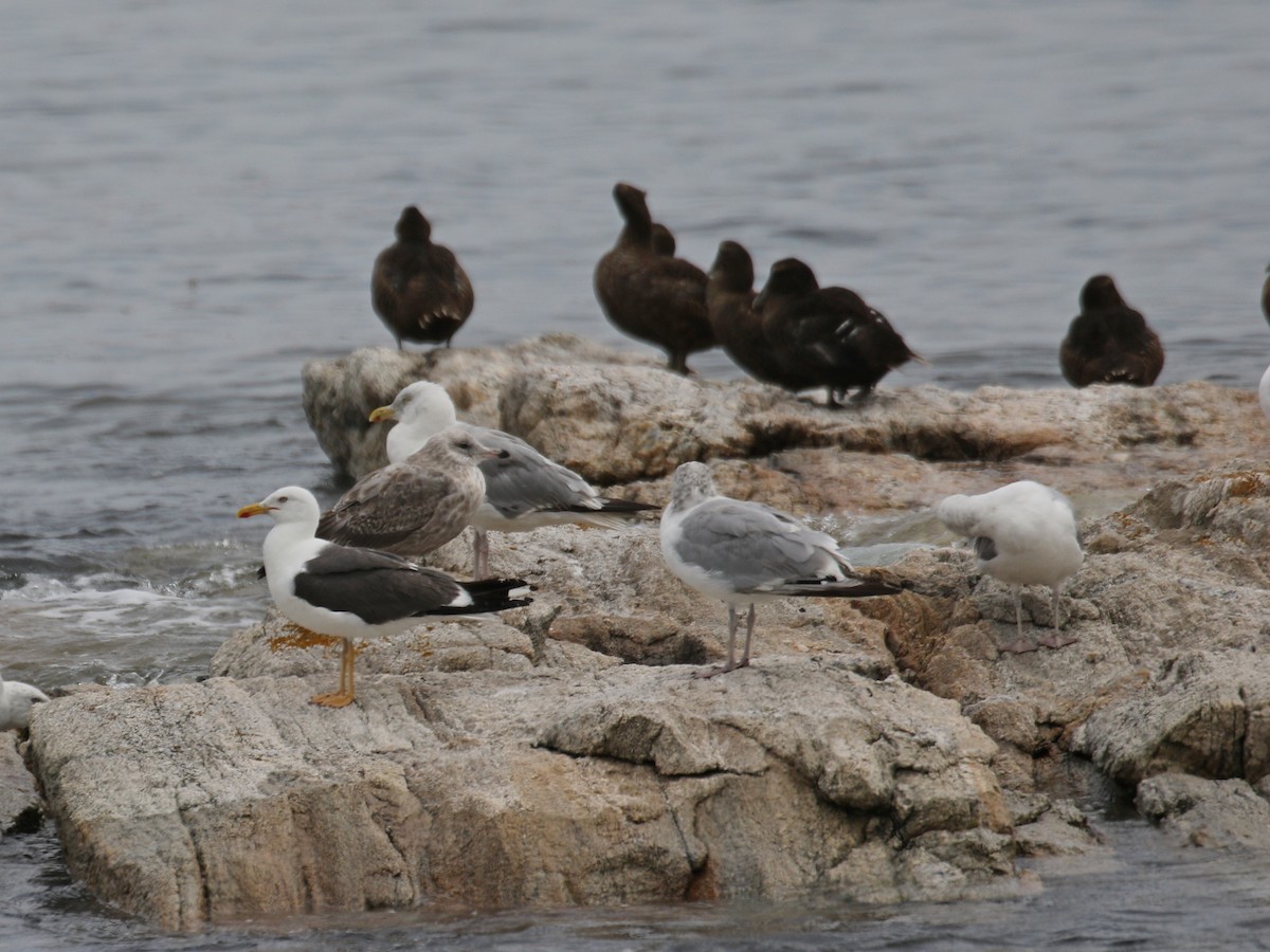 eBird Checklist - 11 Sep 2022 - Isles of Shoals--Star Island, Rye - 27 ...