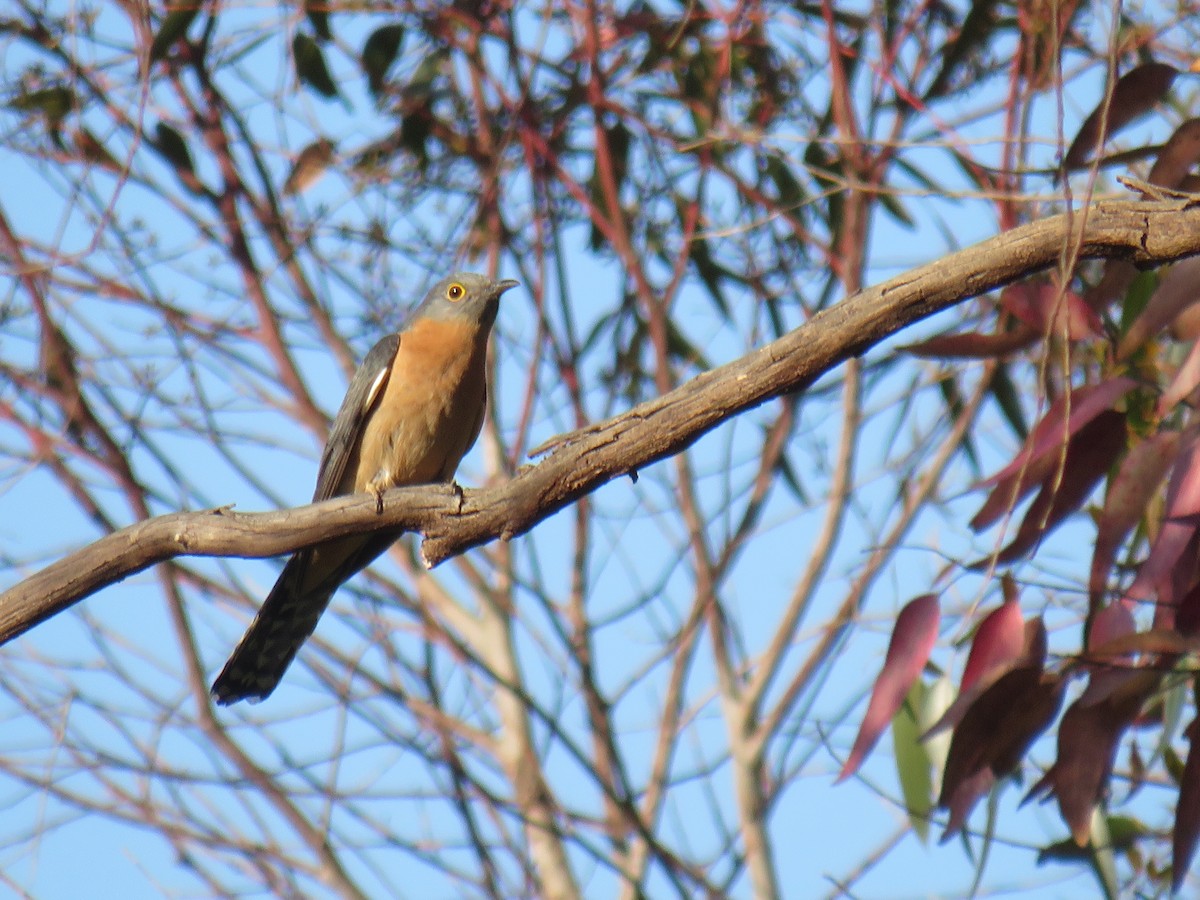 eBird Checklist - 12 Sep 2022 - Boothtown Reserve and Hyland Rd Park ...