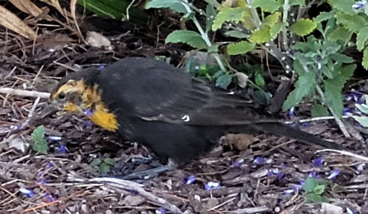 eBird Checklist - 11 Sep 2022 - Michigan House - 1 species