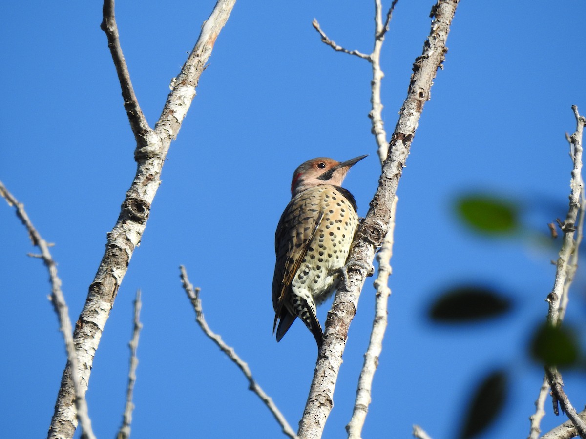 eBird Checklist - 8 Sep 2022 - Parker River NWR--Hellcat Dunes Loop ...