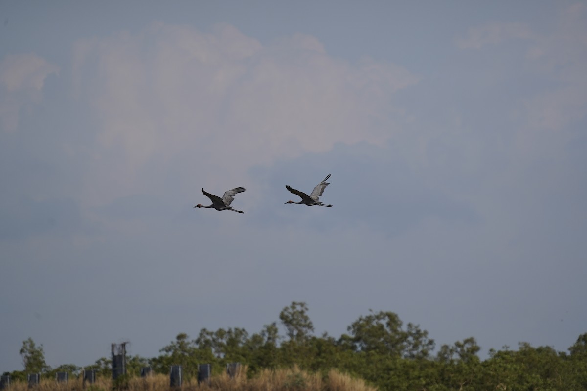 eBird Checklist - 12 Sep 2022 - Holmes Jungle Nature Reserve - 22 species