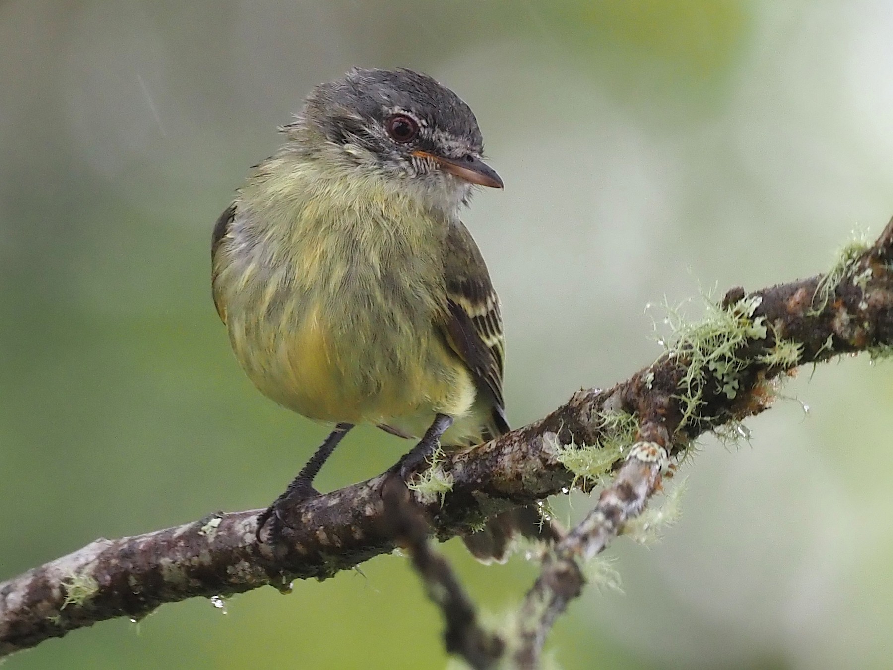 White-fronted Tyrannulet - eBird