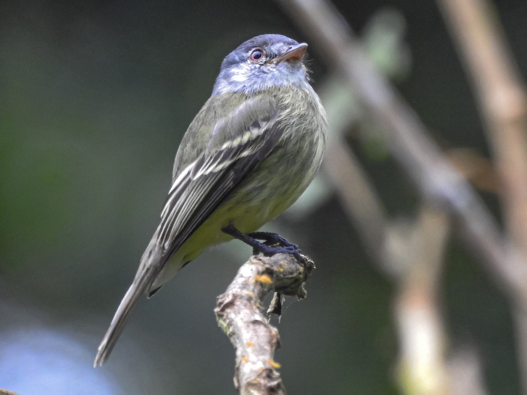 White-fronted Tyrannulet - eBird