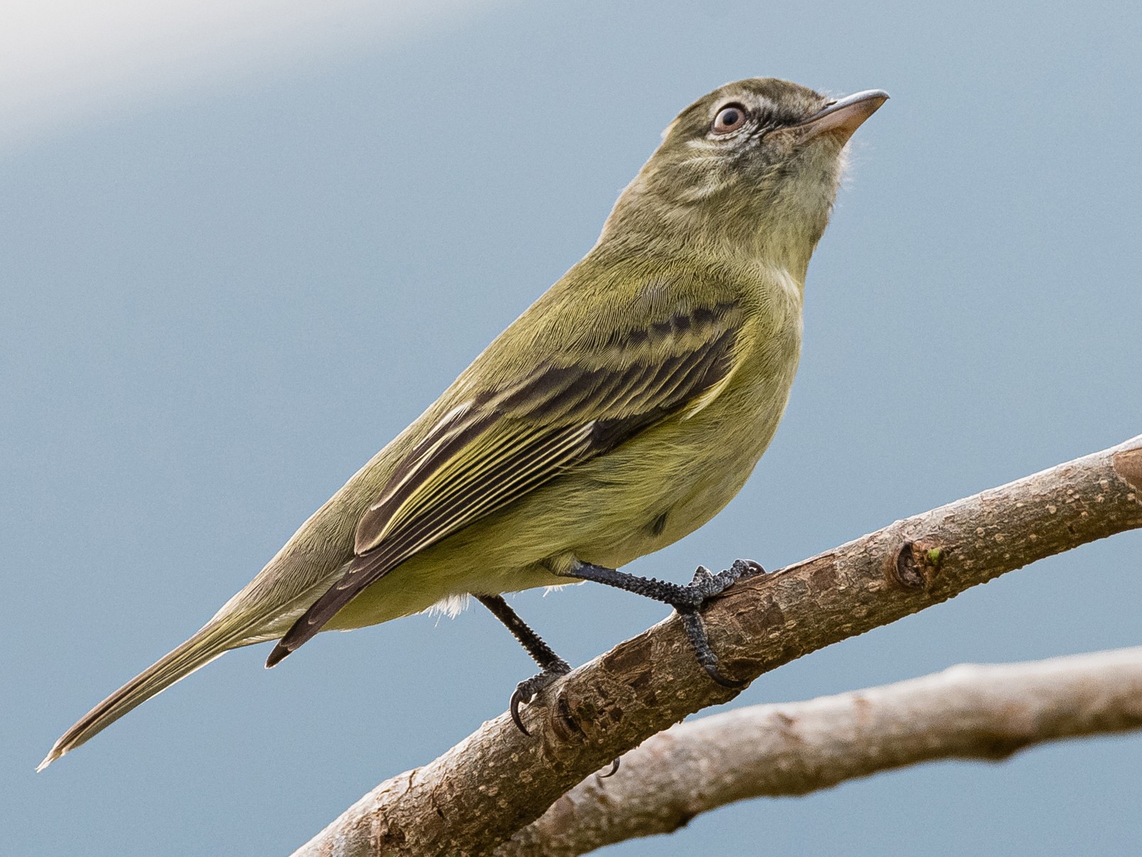 Rough-legged Tyrannulet - eBird