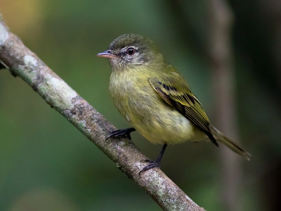 Rough-legged Tyrannulet - eBird