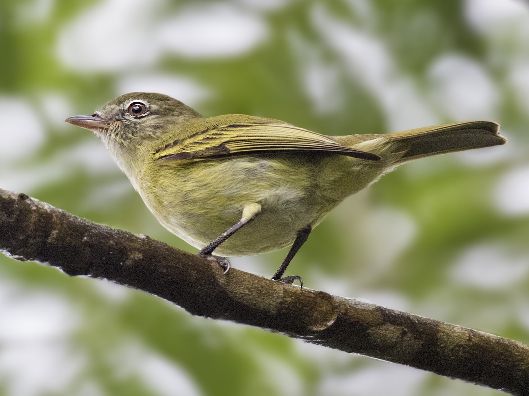 Rough-legged Tyrannulet - eBird