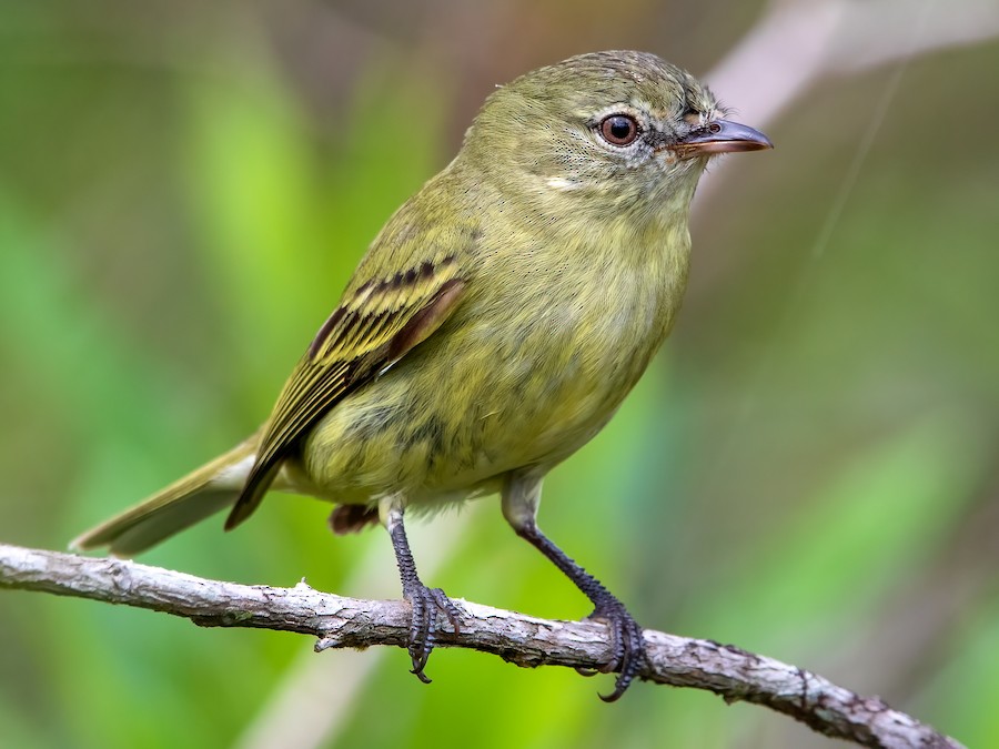 Rough-legged Tyrannulet - eBird