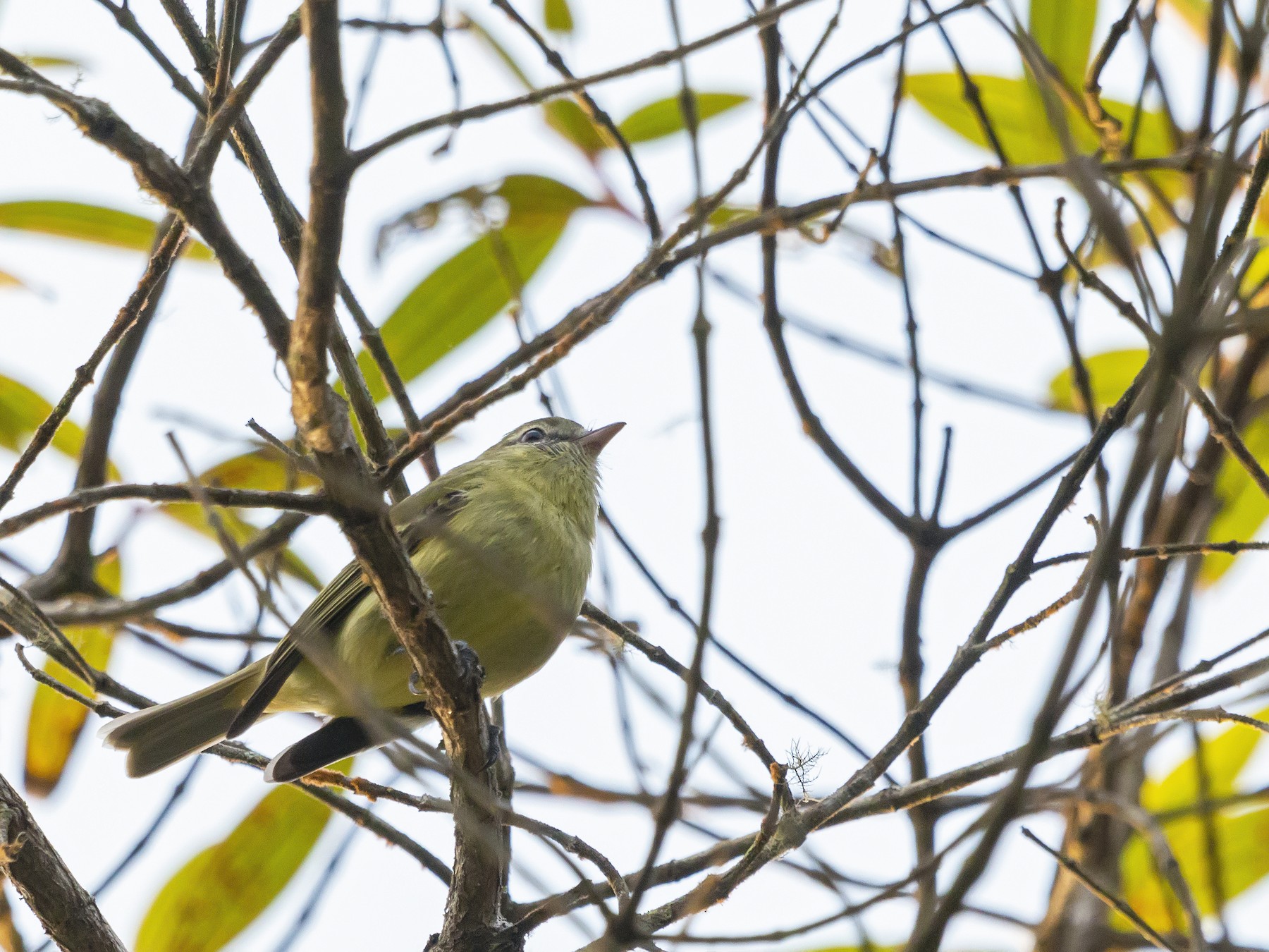 Rough-legged Tyrannulet - eBird