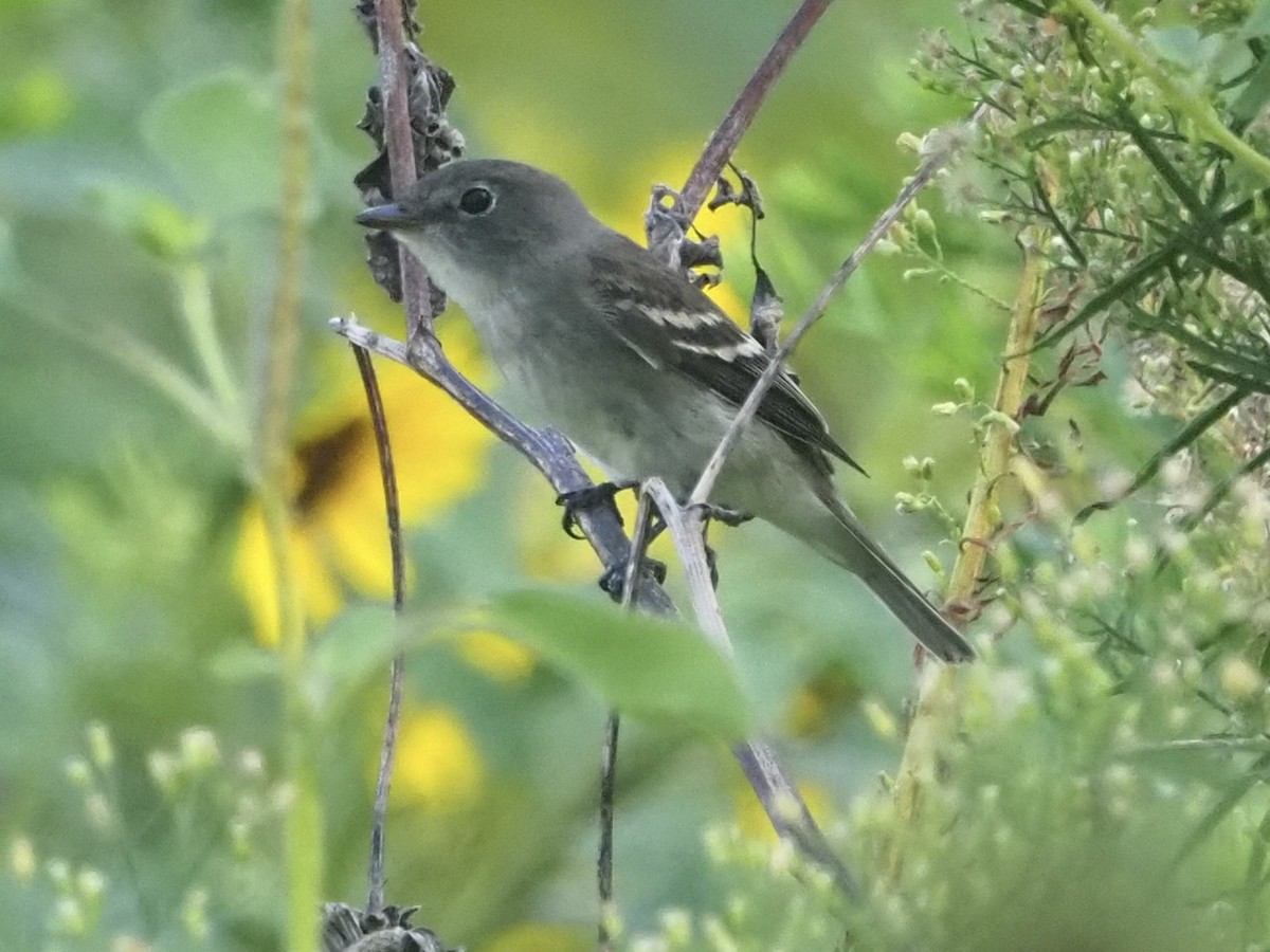 ML483520321 Alder Flycatcher Macaulay Library