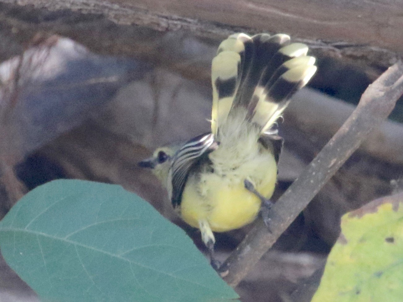 Lesser Wagtail-Tyrant - eBird