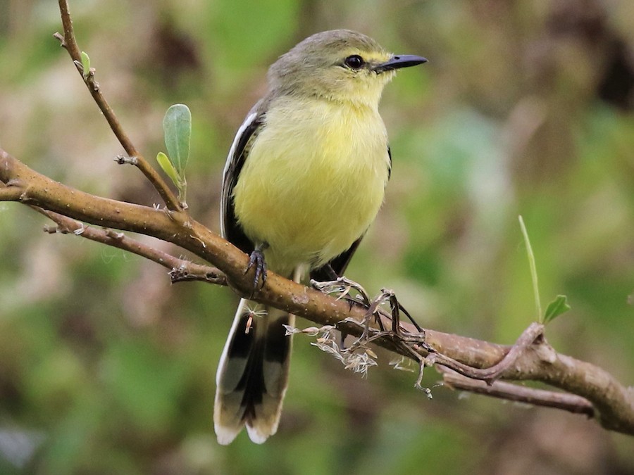Lesser Wagtail-Tyrant - eBird