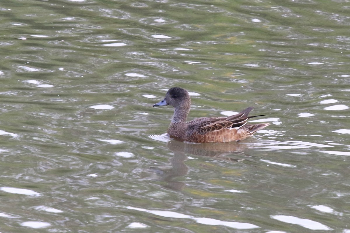 eBird Checklist - 12 Sep 2022 - Sarnia--Suncor Nature Way - 43 species ...