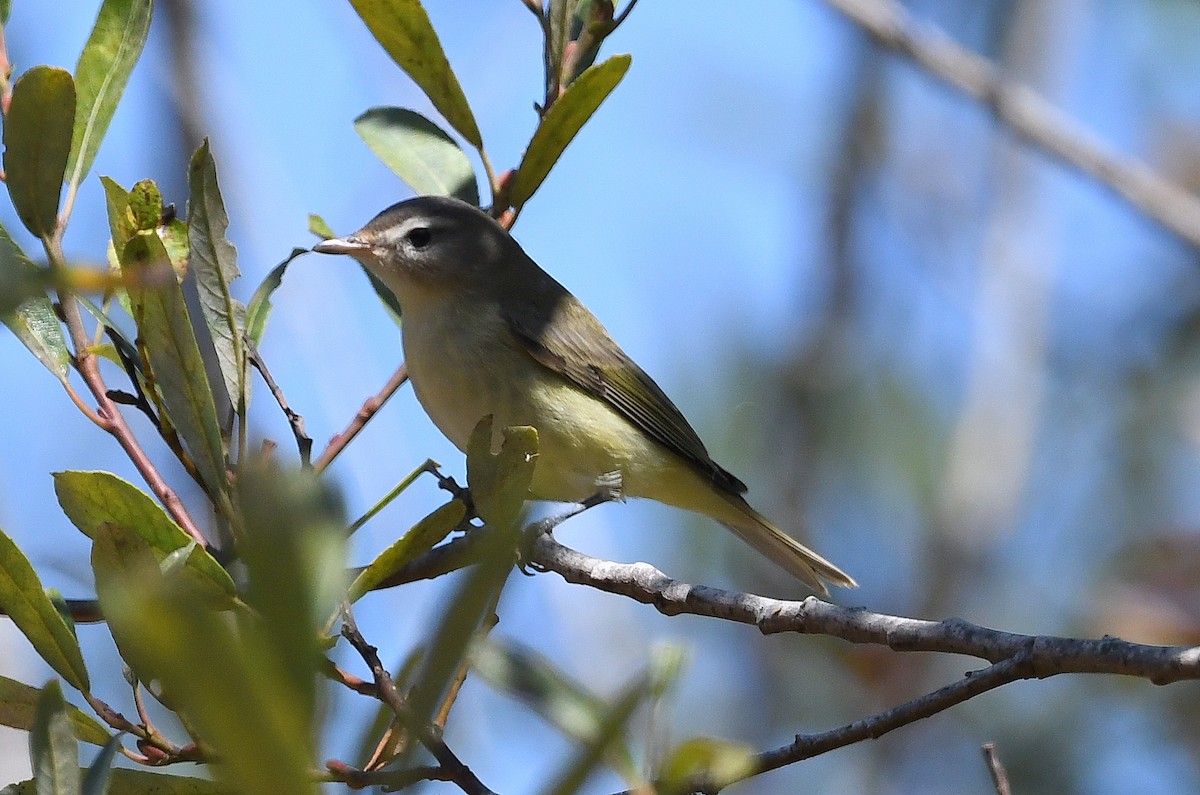 eBird Checklist - 3 Sep 2022 - Santa Cruz Island--Prisoners Harbor - 23 ...