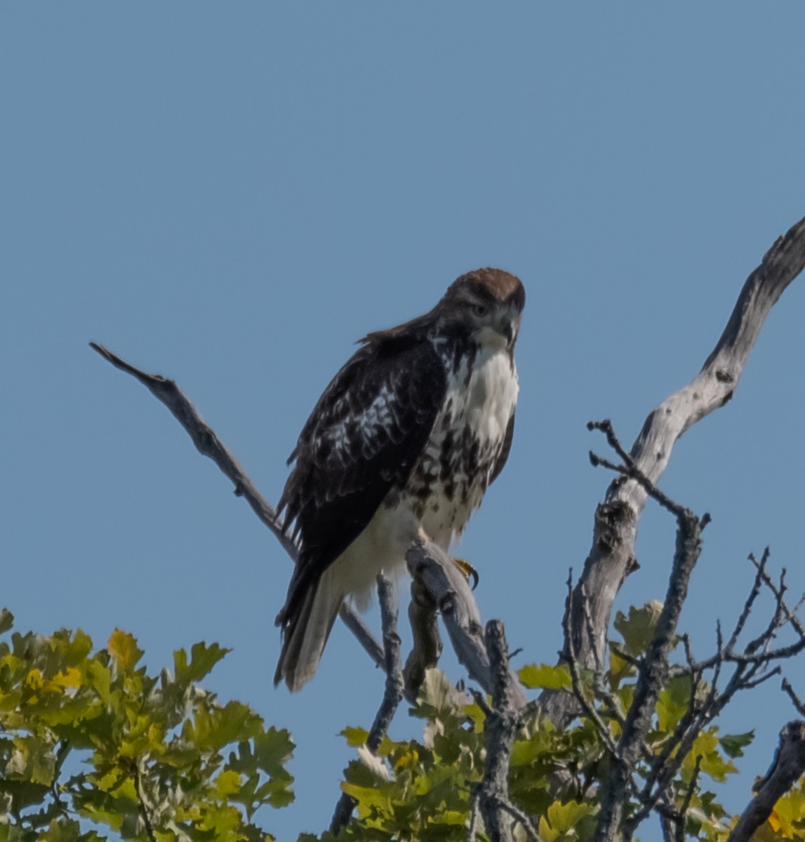 ML483642911 Red-tailed Hawk Macaulay Library