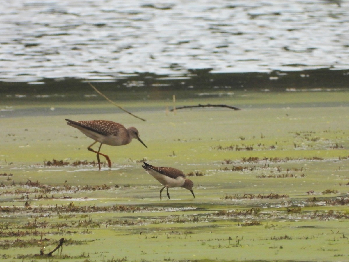 eBird Checklist - 12 Sep 2022 - Lake Oneida - 29 species