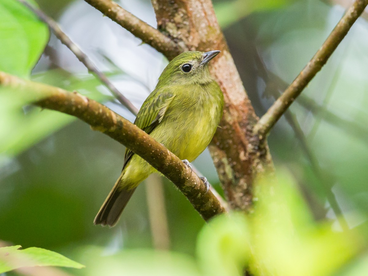 Choco Manakin - Cryptopipo litae - Birds of the World