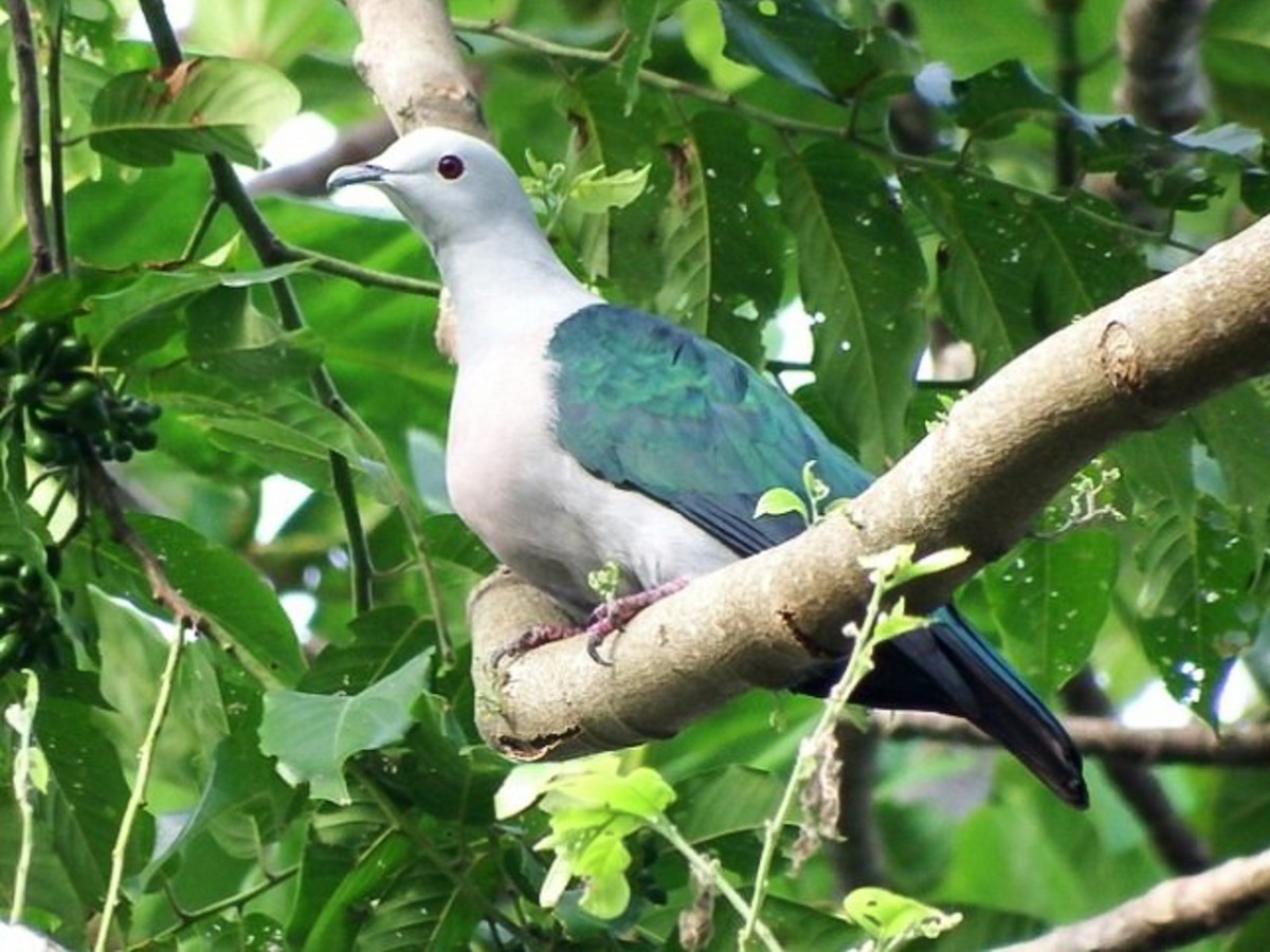 Enggano Imperial-Pigeon - Ducula oenothorax - Birds of the World