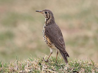 Ethiopian Thrush - Turdus simensis - Birds of the World