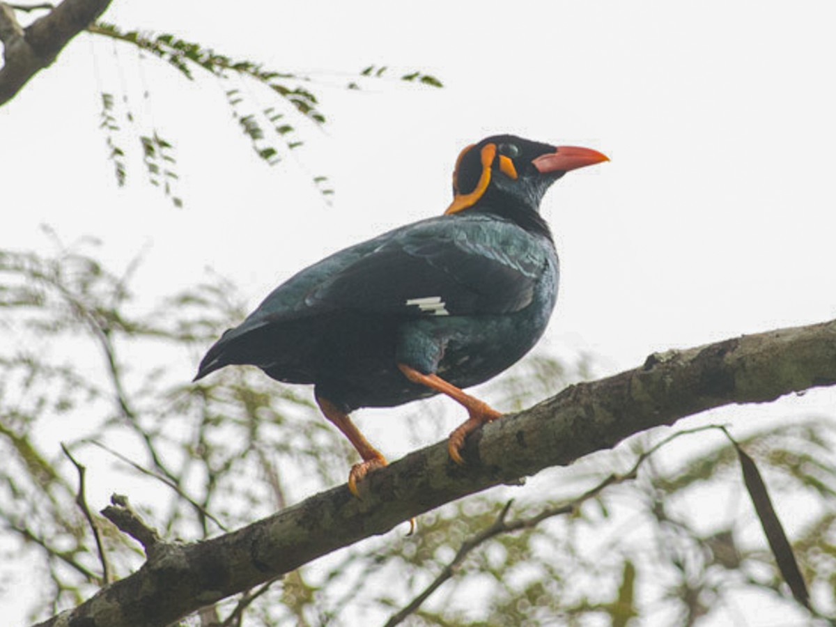 Tenggara Hill Myna - Gracula venerata - Birds of the World