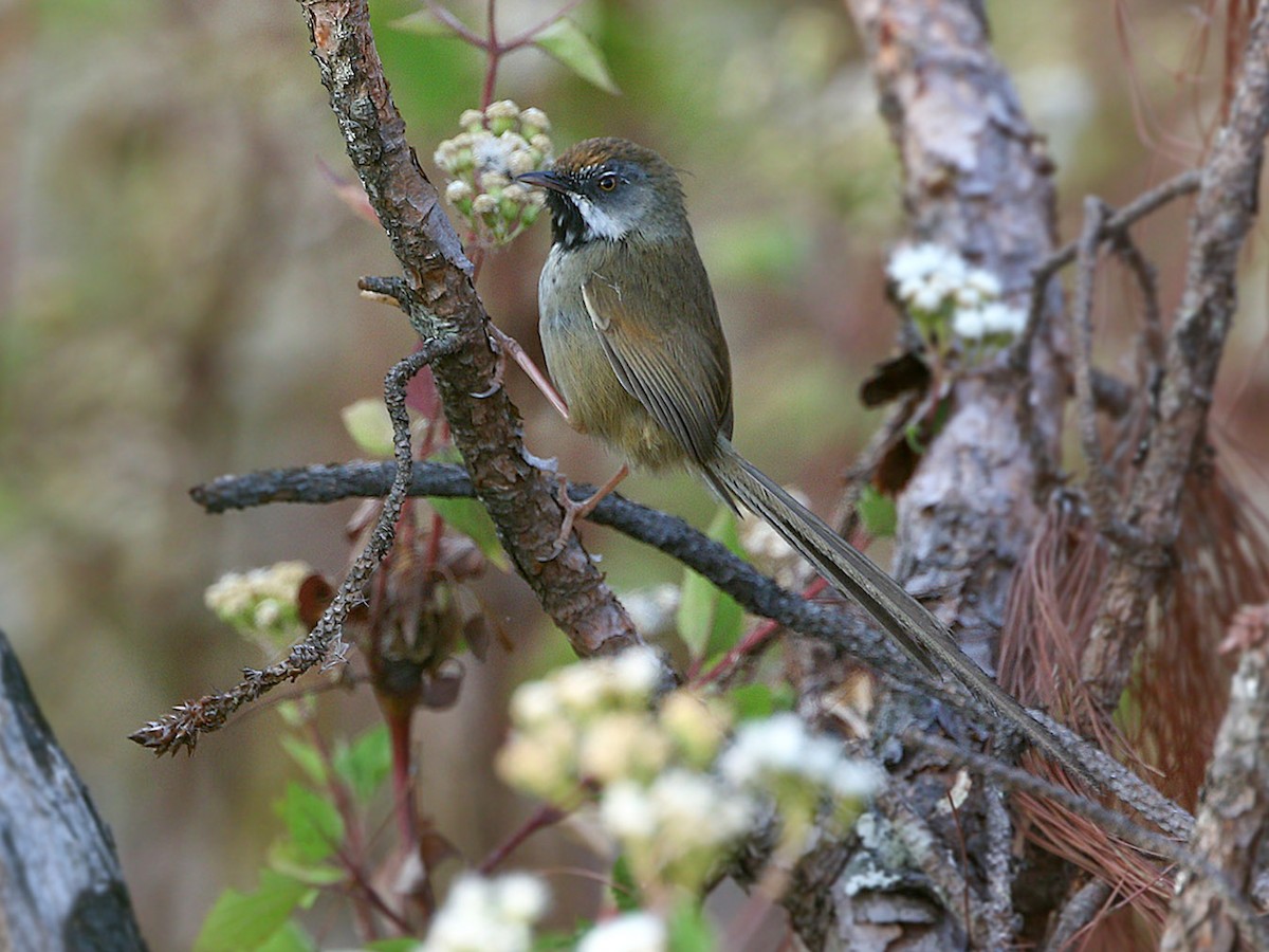 Rufous-crowned Prinia - Prinia khasiana - Birds of the World