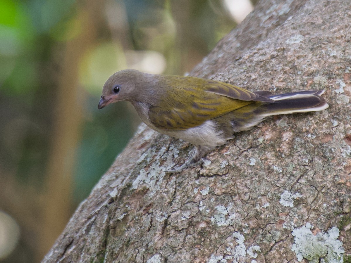 Lesser Honeyguide - Indicator minor - Birds of the World