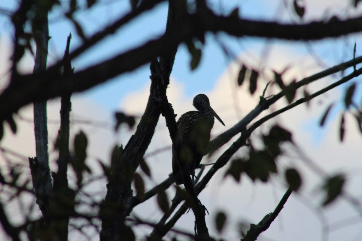 eBird Checklist - 12 Sep 2022 - Sippo Lake--Sommer Wildlife ...