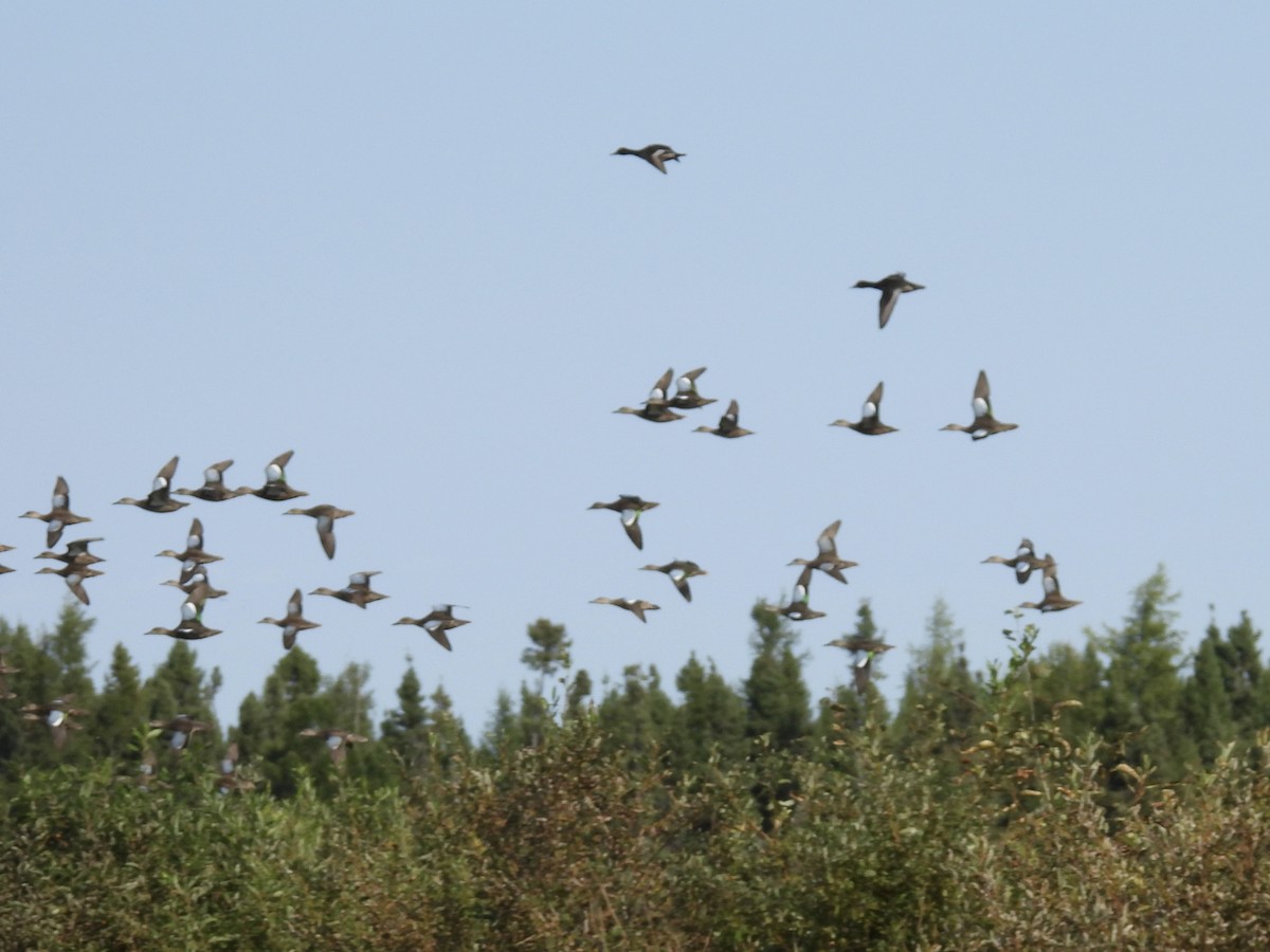 eBird Checklist - 13 Sep 2022 - Moosonee Sewage Lagoons - 45 species ...