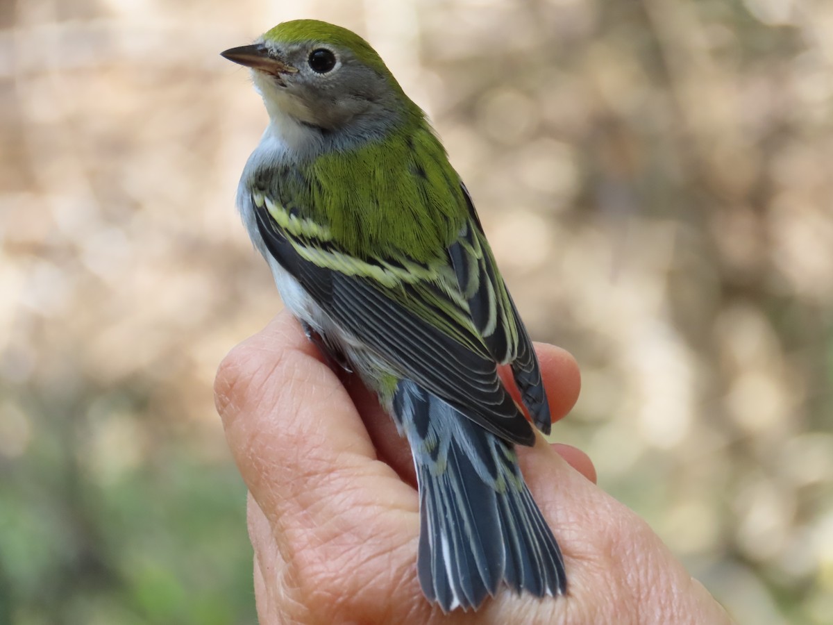 eBird Checklist - 13 Sep 2022 - Chico Basin Ranch--wooded areas (El ...