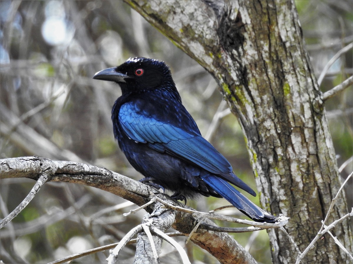 ML483990731 Spangled Drongo Macaulay Library