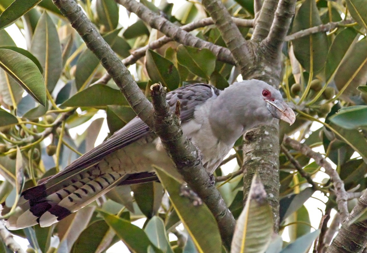 eBird Australia Checklist - 14 Sep 2022 - Berwick Fig - 10 species