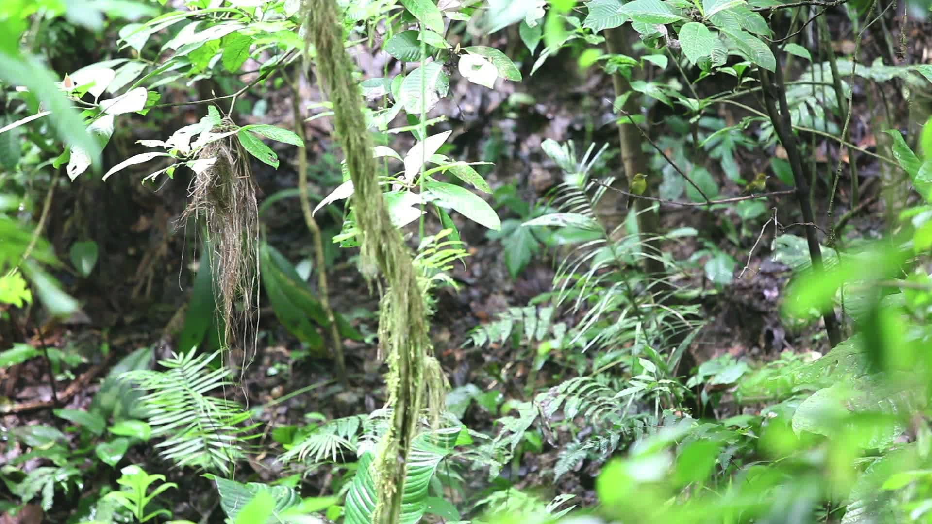 ML484026 Sapayoa Macaulay Library